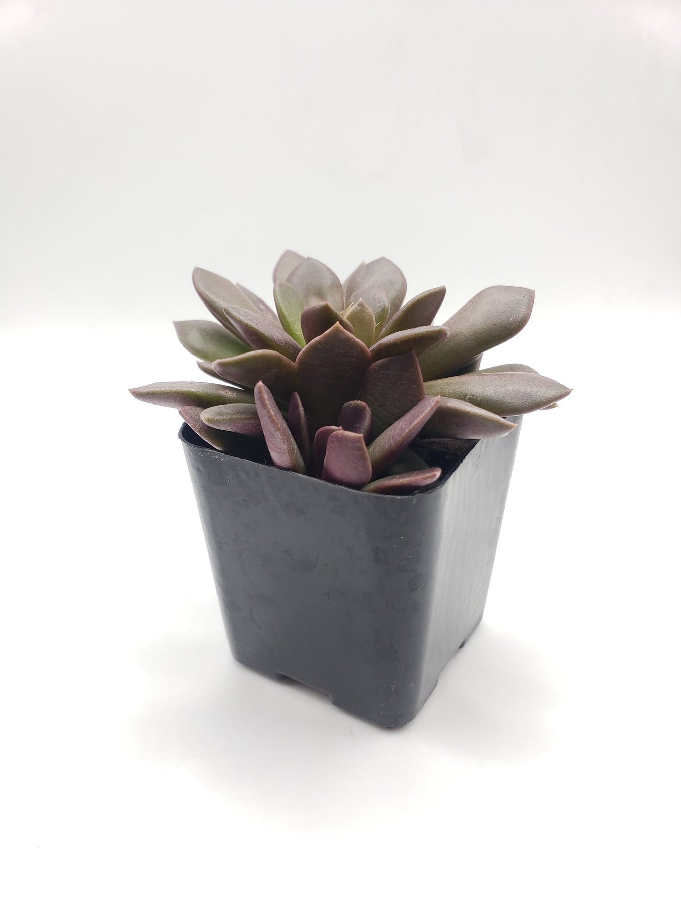 succulent with purple and green leaves