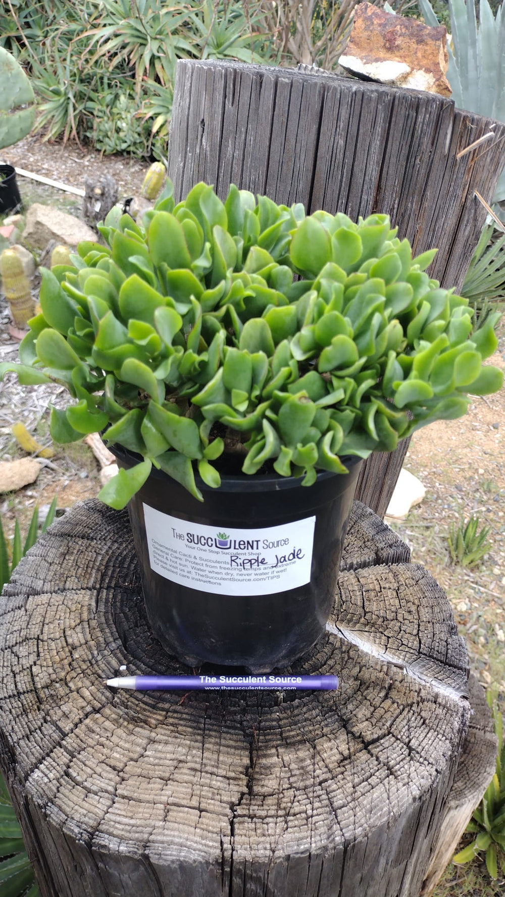 Succulents Landscape