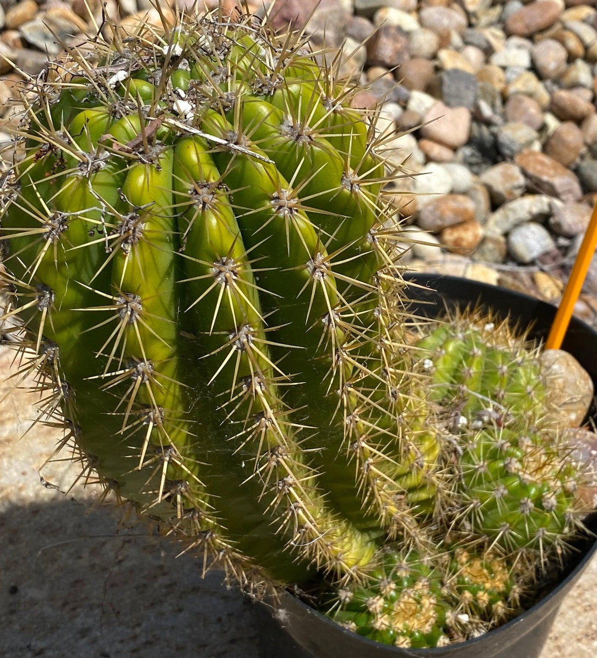 San Pedro Cactus for Sale Trichocereus - #EC08 EXACT Trichocereus ...