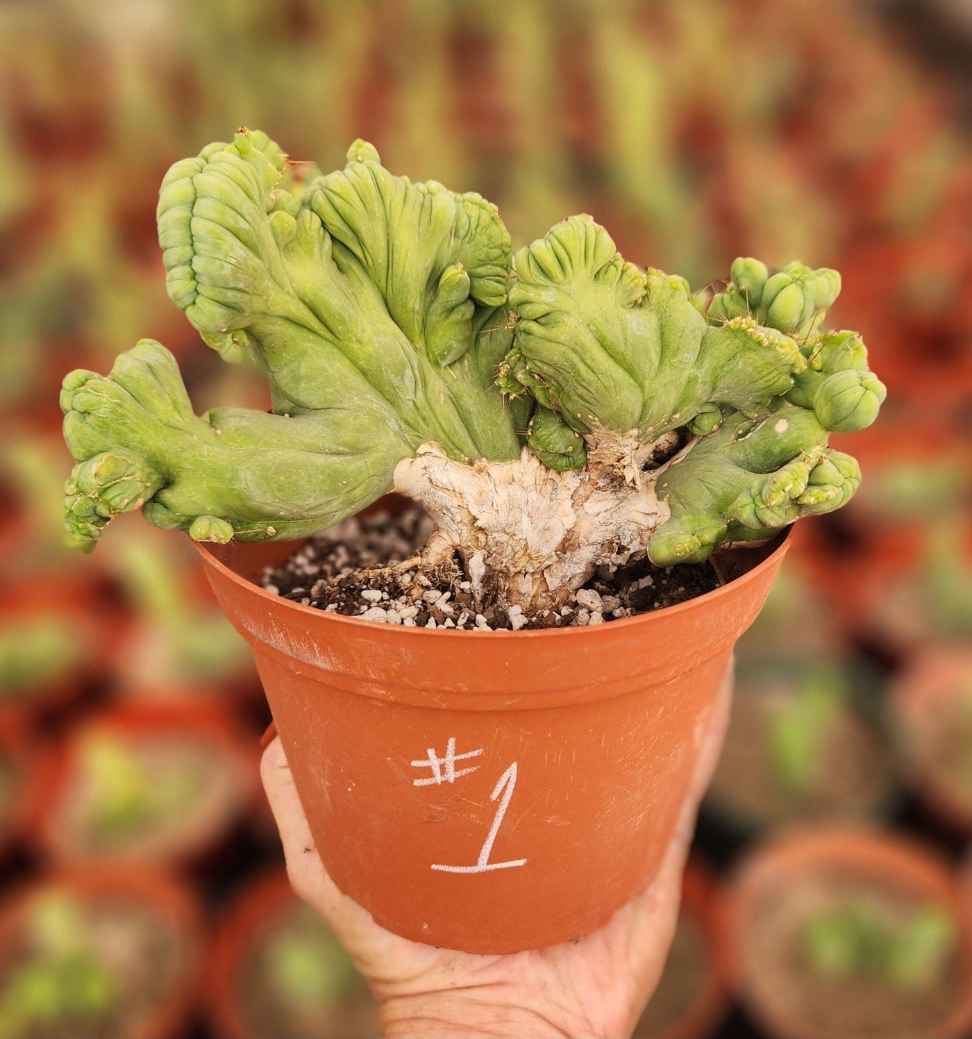 Crested Trichocereus Cactus