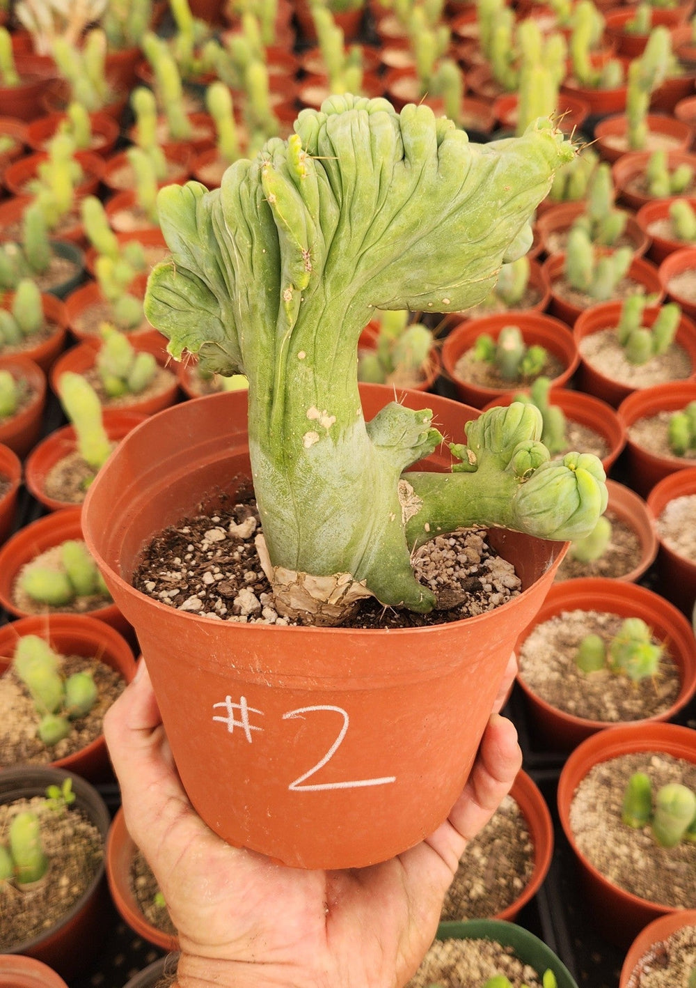 San Pedro Cactus for Sale Trichocereus - #EC11 EXACT Trichocereus Bridgesii Monstrose TBMC ...