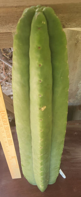 #EC115 EXACT Trichocereus Hybrid Malo4 X Huarazensis Cactus Cutting 23