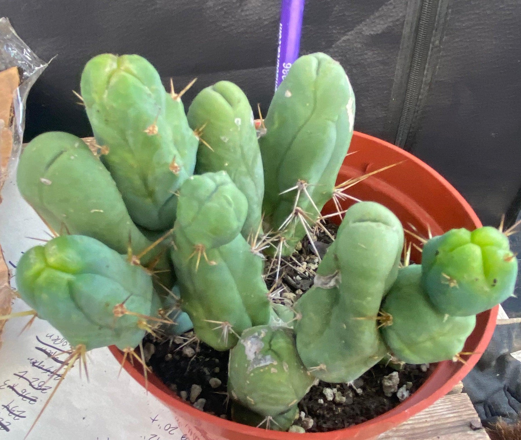 #EC121 EXACT Trichocereus Bridgesii Monstrose TBM Cactus