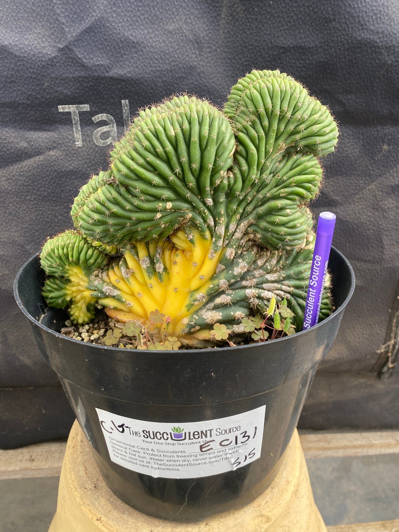 Trichocereus Cactus San Pedro For Sale - Bridgesii - Peruvianus