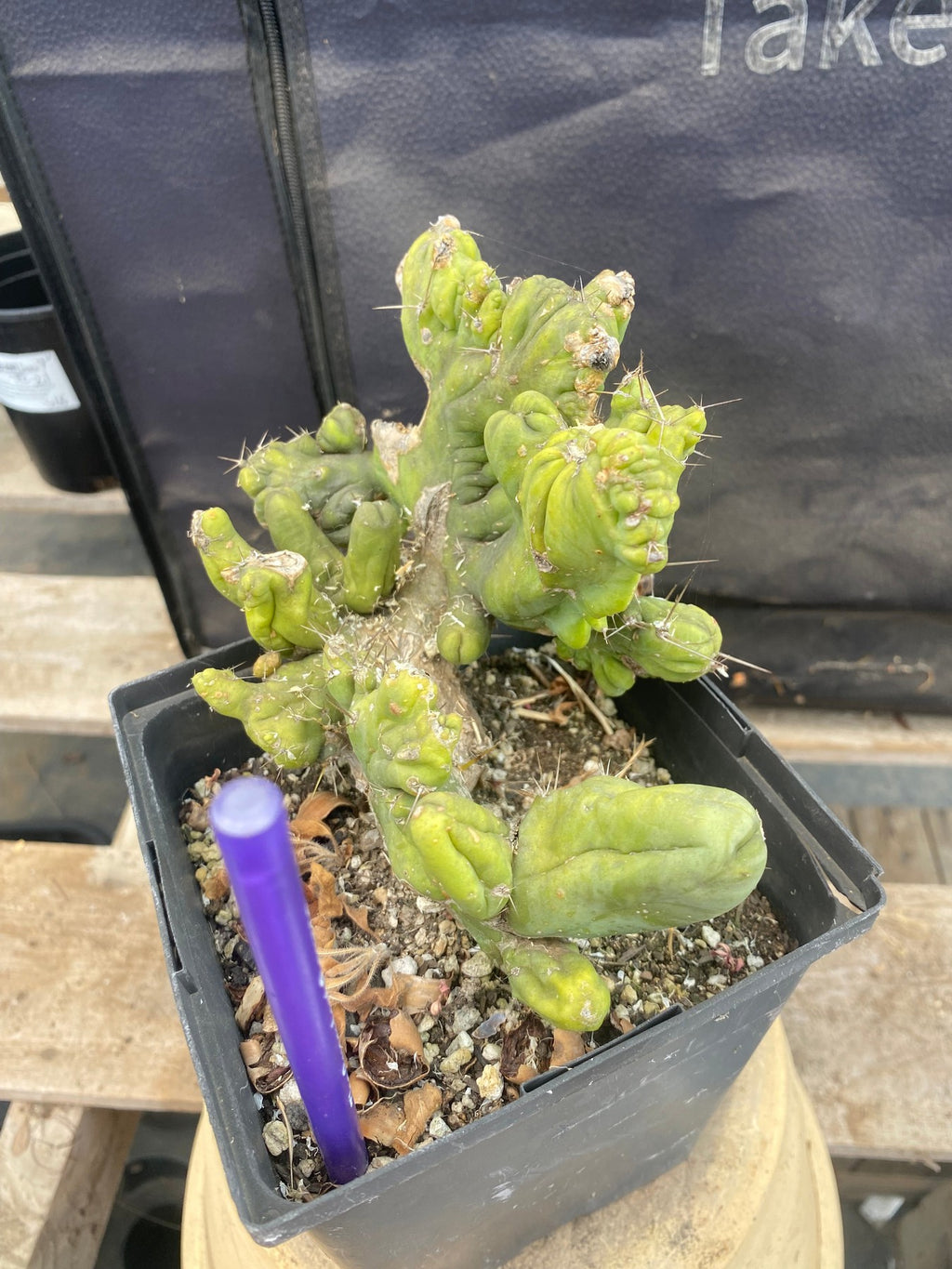 #EC190 EXACT Trichocereus Bridgesii Monstrose Crest TBMC Ornamental Ca