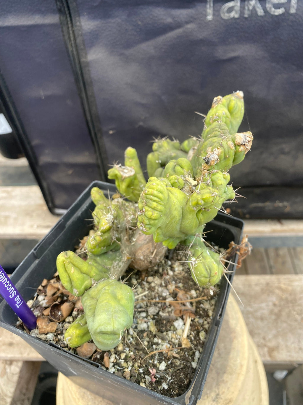 #EC190 EXACT Trichocereus Bridgesii Monstrose Crest TBMC Ornamental Ca