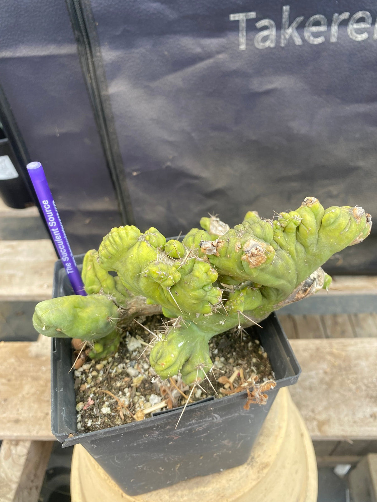 #EC190 EXACT Trichocereus Bridgesii Monstrose Crest TBMC Ornamental Ca