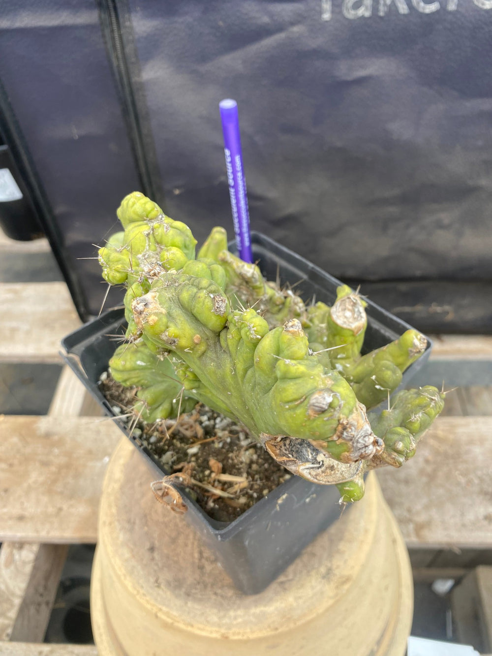 #EC190 EXACT Trichocereus Bridgesii Monstrose Crest TBMC Ornamental Ca