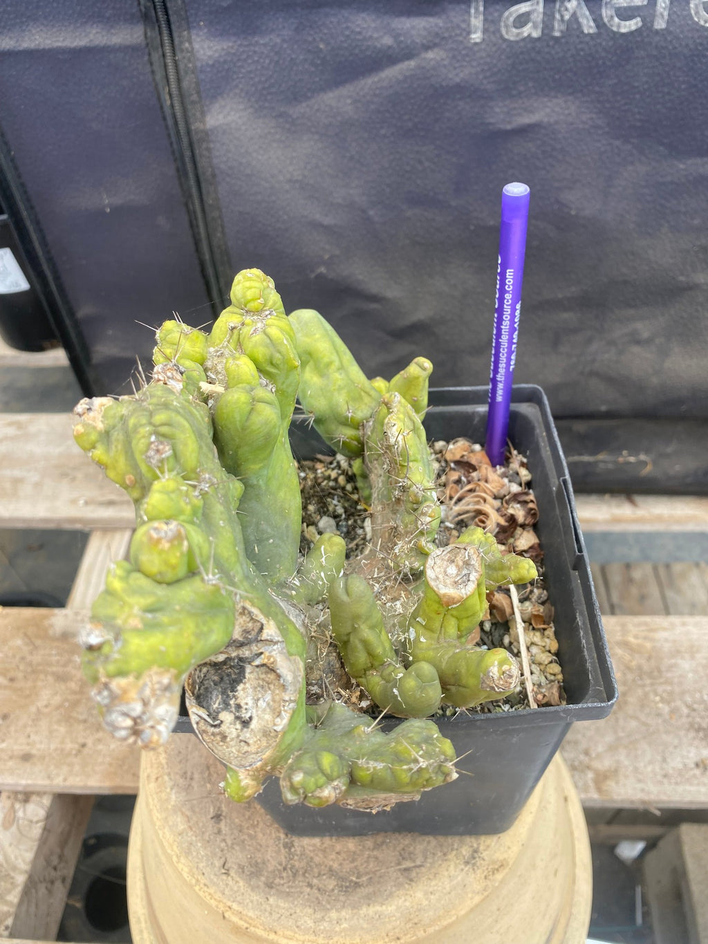 #EC190 EXACT Trichocereus Bridgesii Monstrose Crest TBMC Ornamental Ca