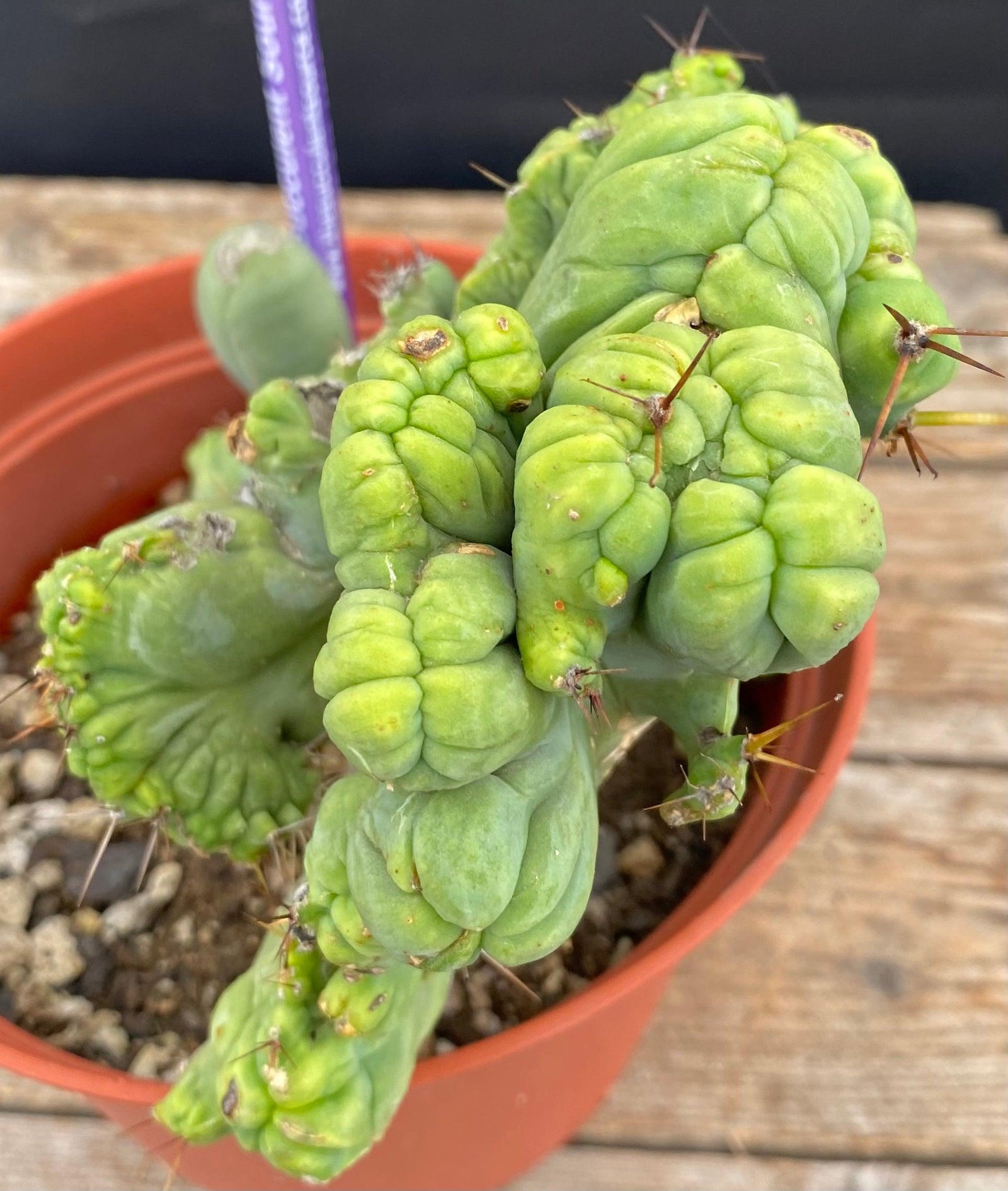 #EC190 EXACT Trichocereus Bridgesii Monstrose Crest TBMC Ornamental Cactus - Wedding Succulent ...