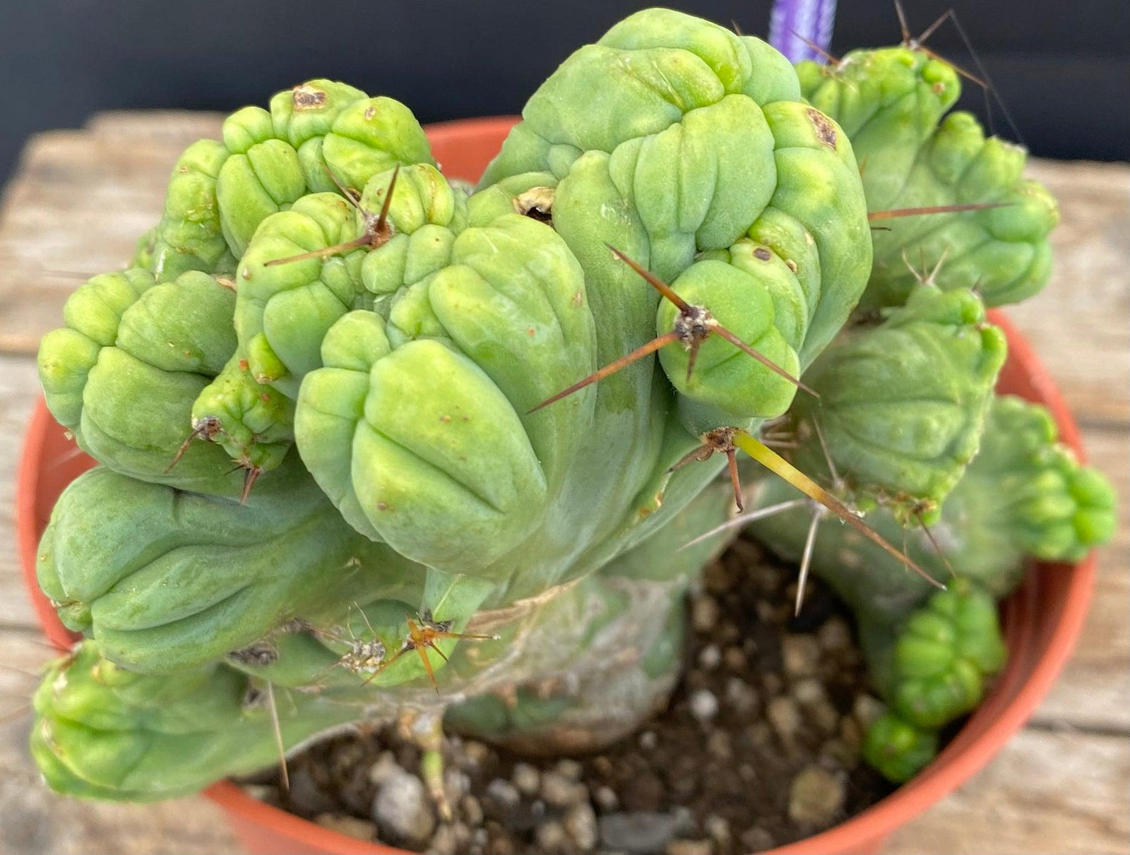 #EC190 EXACT Trichocereus Bridgesii Monstrose Crest TBMC Ornamental Cactus - Wedding Succulent ...