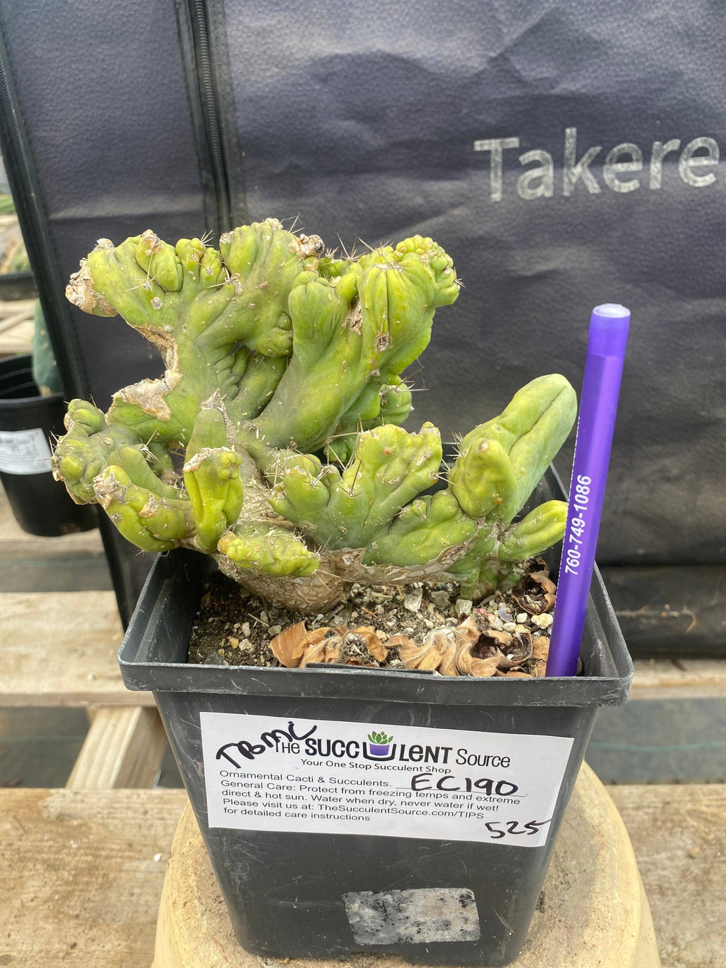 #EC190 EXACT Trichocereus Bridgesii Monstrose Crest TBMC Ornamental Ca