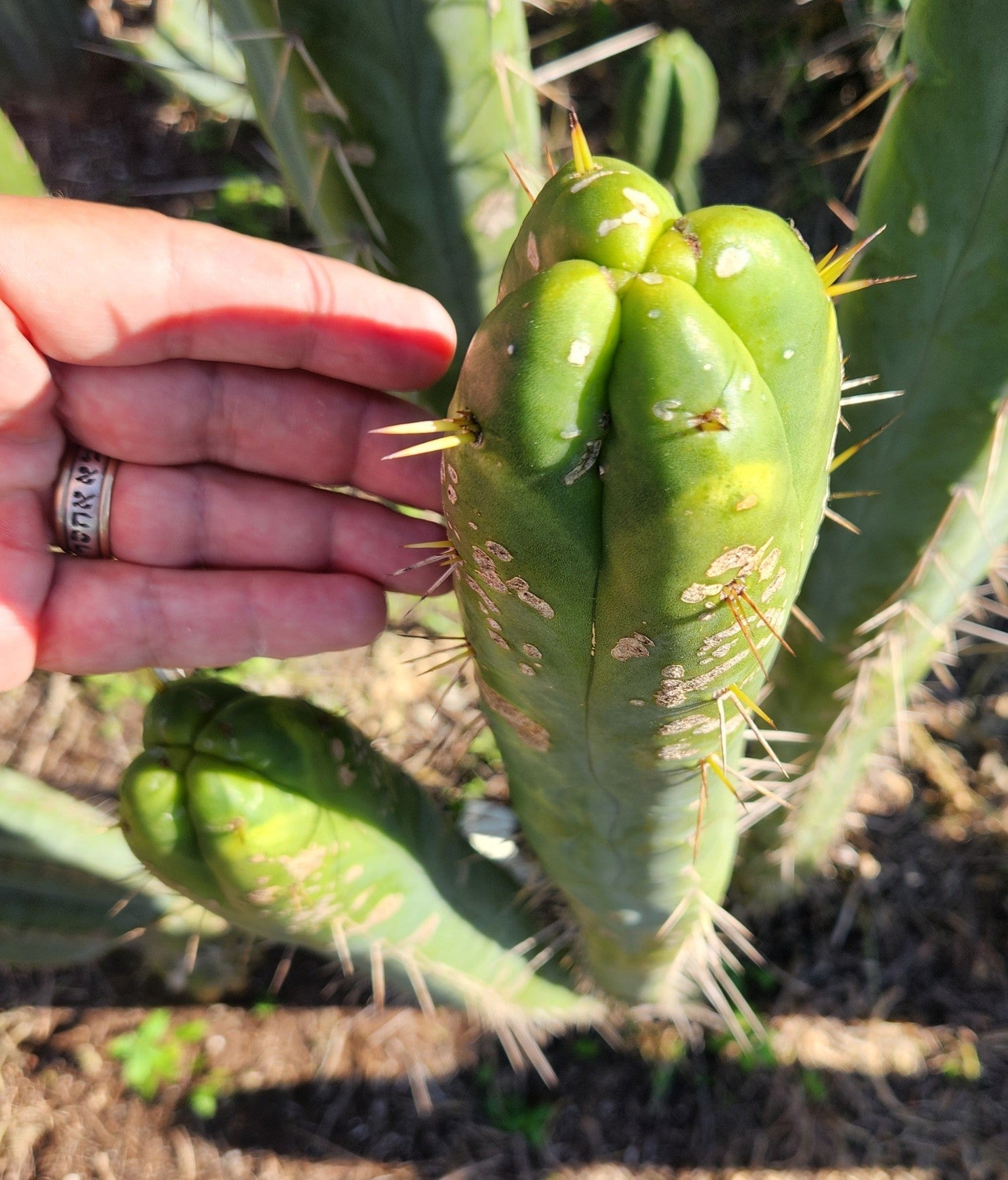 #EC209 EXACT Trichocereus Bridgesii Jiimz 4 Rib Cactus Cutting 15 ...