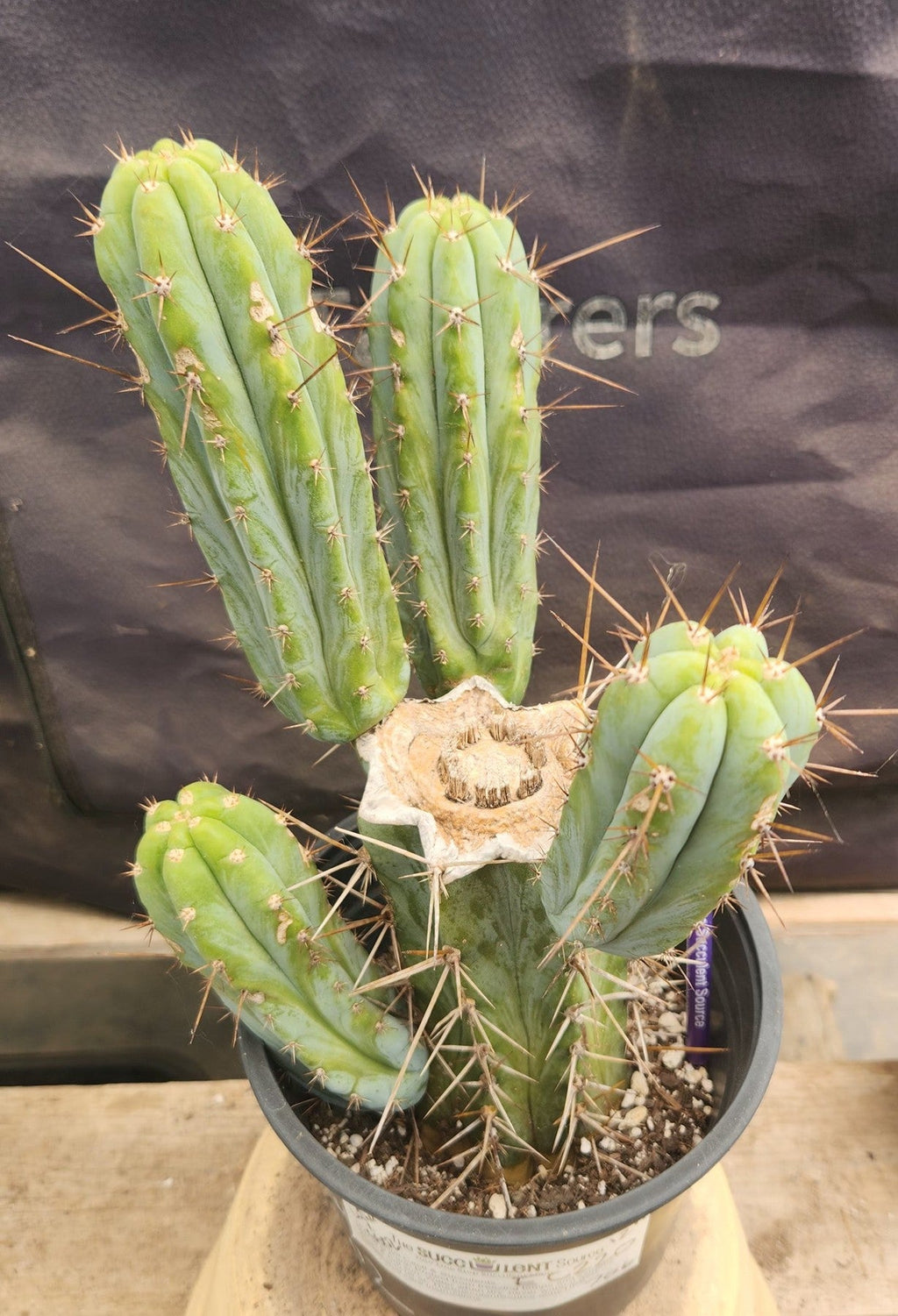 San Pedro Cactus for Sale Trichocereus - #EC220 EXACT Trichocereus Hybrid Luther Burbank Peru X ...
