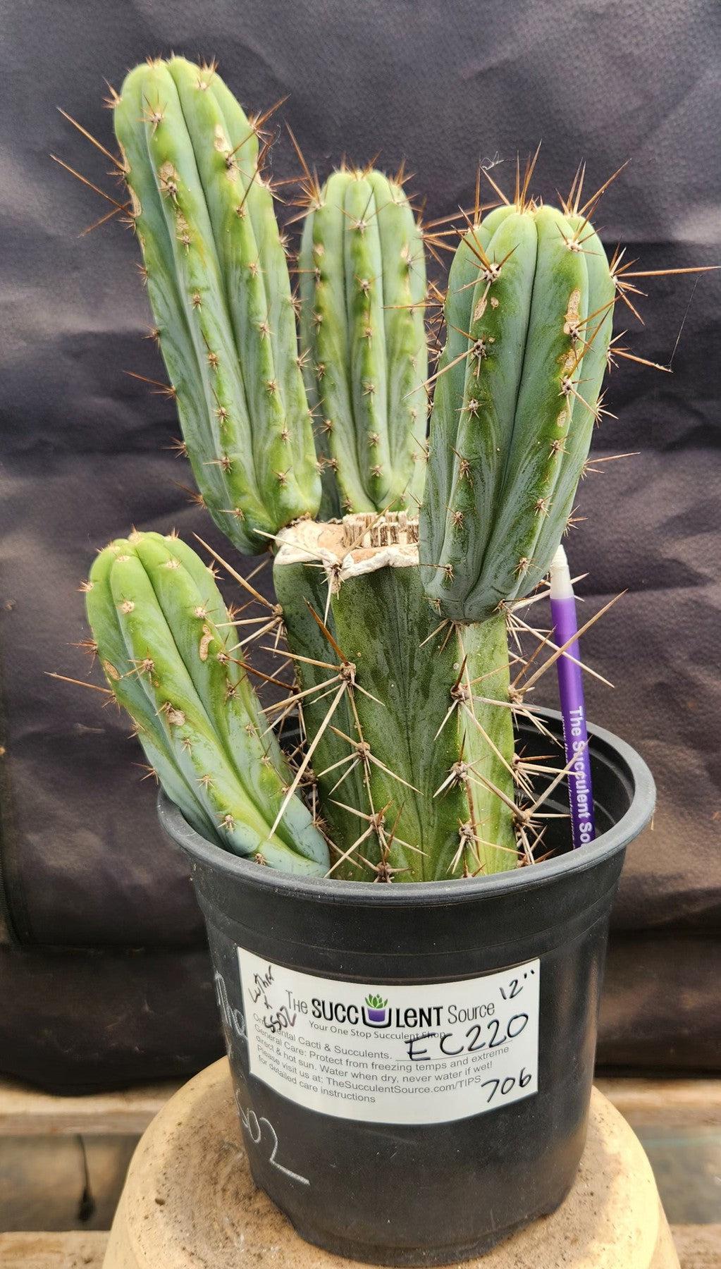 San Pedro Cactus for Sale Trichocereus - #EC220 EXACT Trichocereus Hybrid Luther Burbank Peru X ...