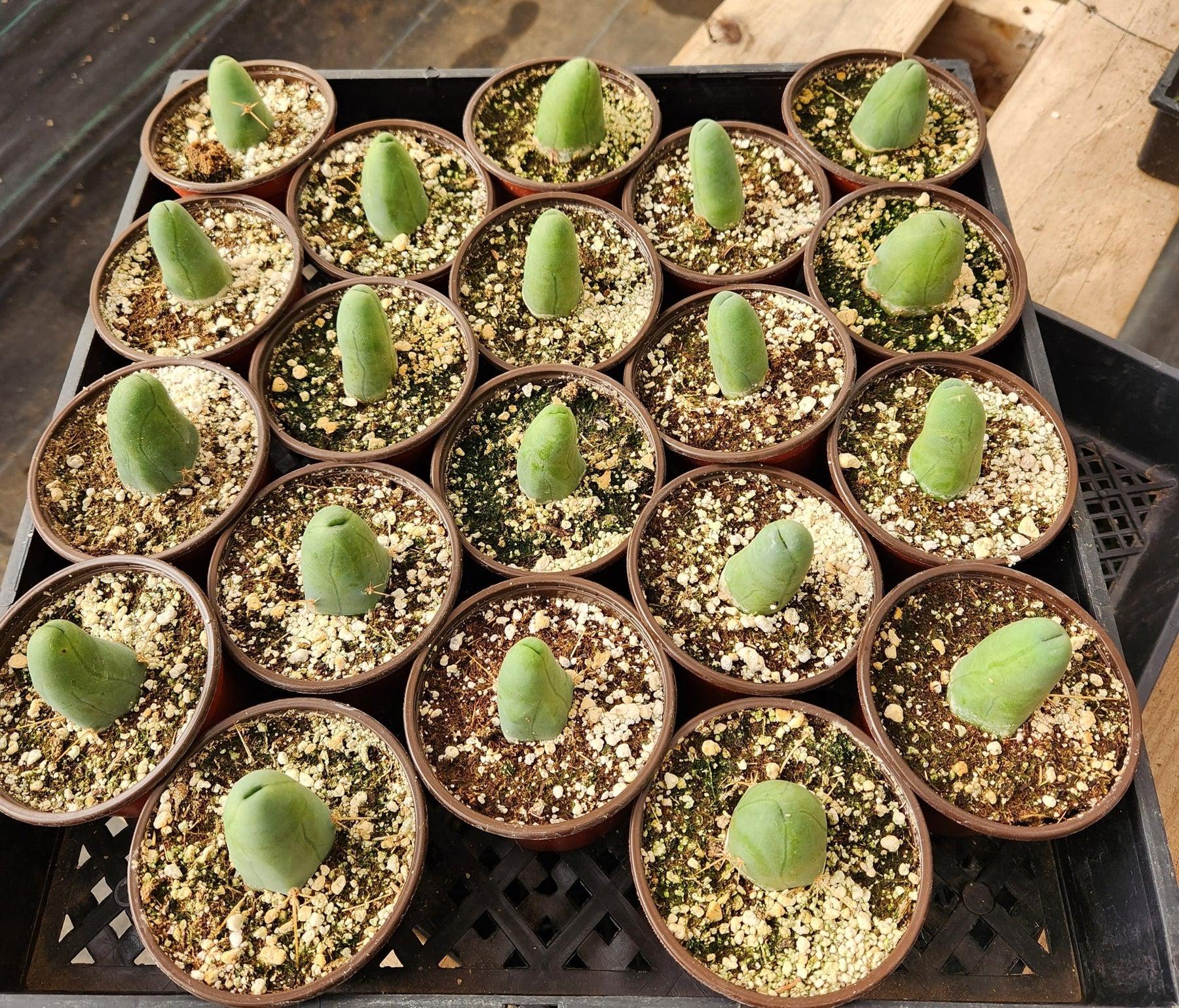 #EC251 EXACT TTC Giveaway **Read Description* Cactus