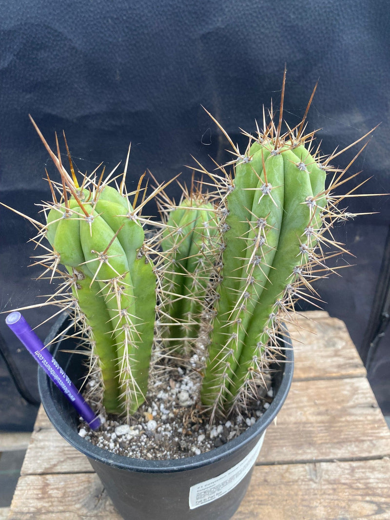 #EC268 EXACT Trichocereus hybrid SS0201 X Macrogonus Anok Cactus 8,7,5 ...