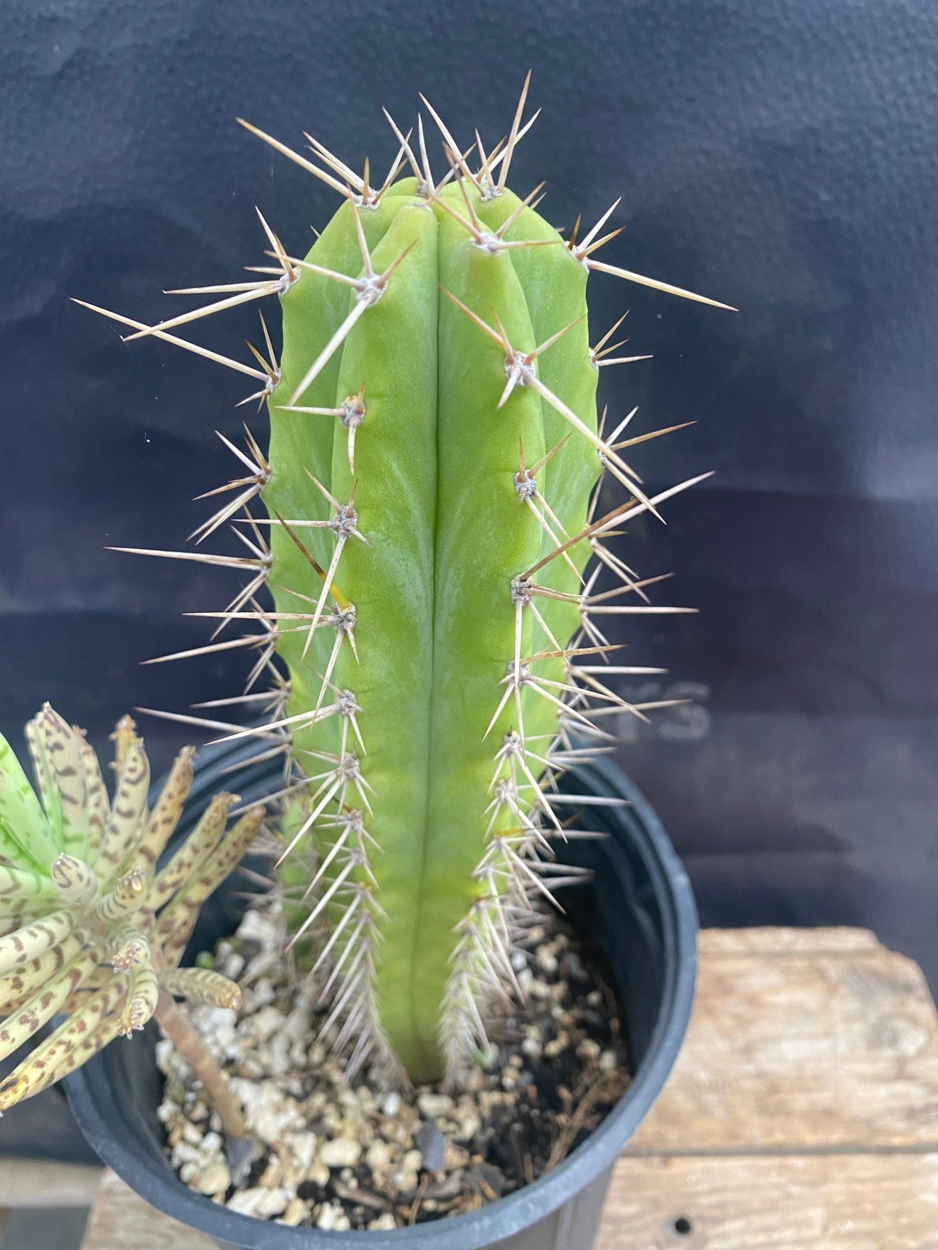 #EC282 EXACT Trichocereus Hybrid Peruvianus Lumberjack X Malo2 Cactus ...