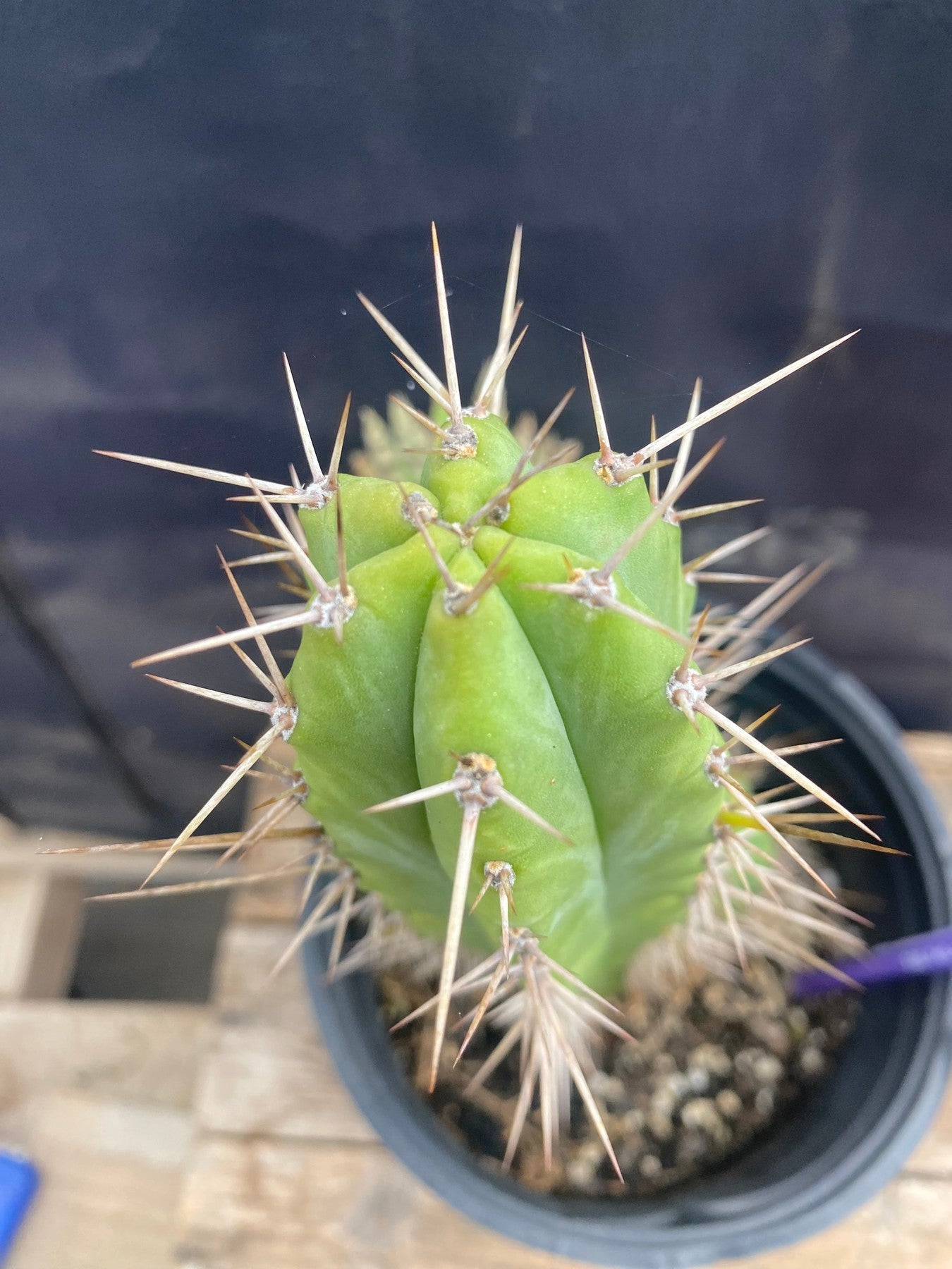 #EC282 EXACT Trichocereus Hybrid Peruvianus Lumberjack X Malo2 Cactus ...