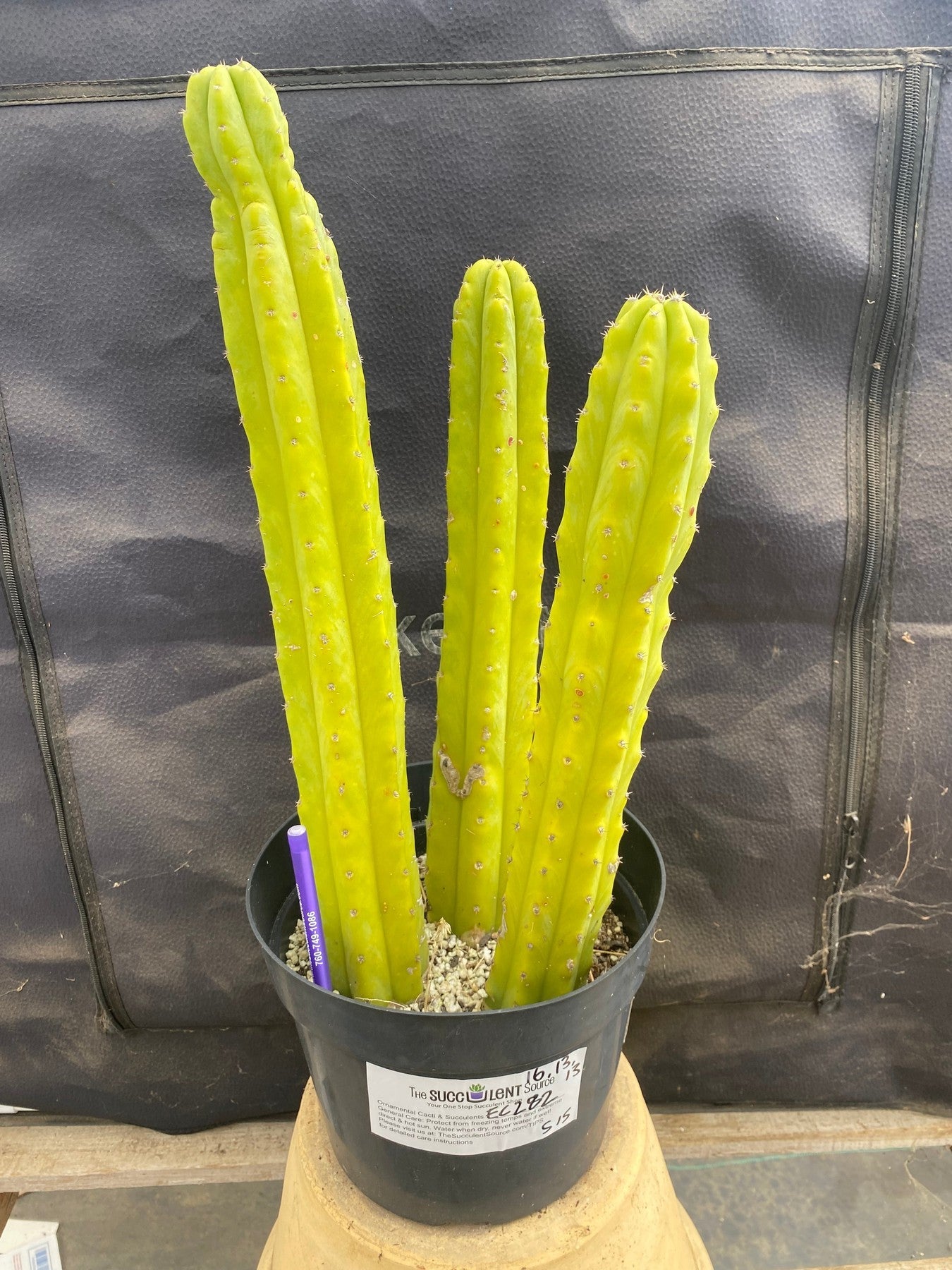 San Pedro Cactus for Sale Trichocereus - #EC282 EXACT Trichocereus ...