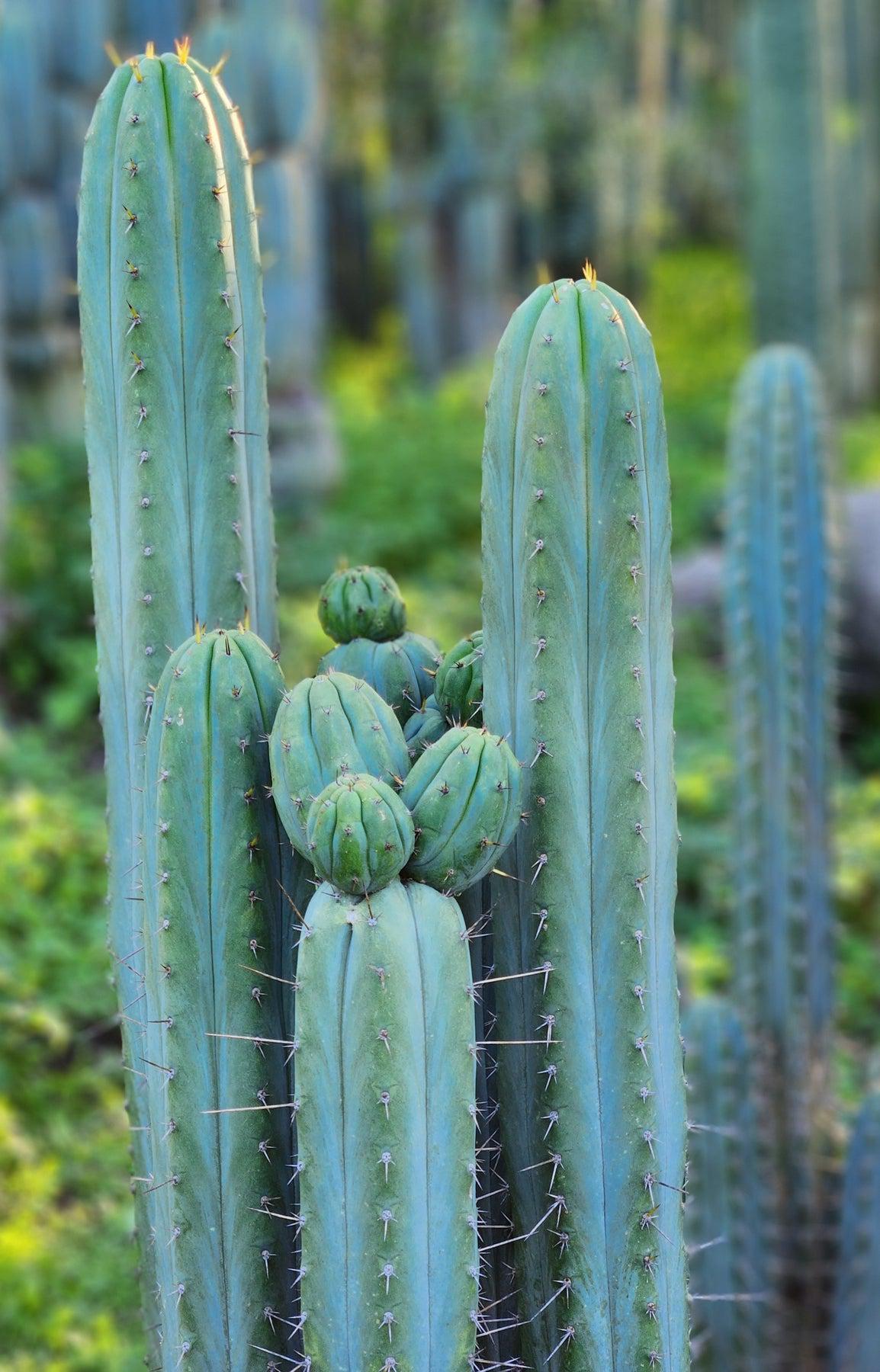 San Pedro Cactus for Sale Trichocereus - #EC290 EXACT Trichocereus ...