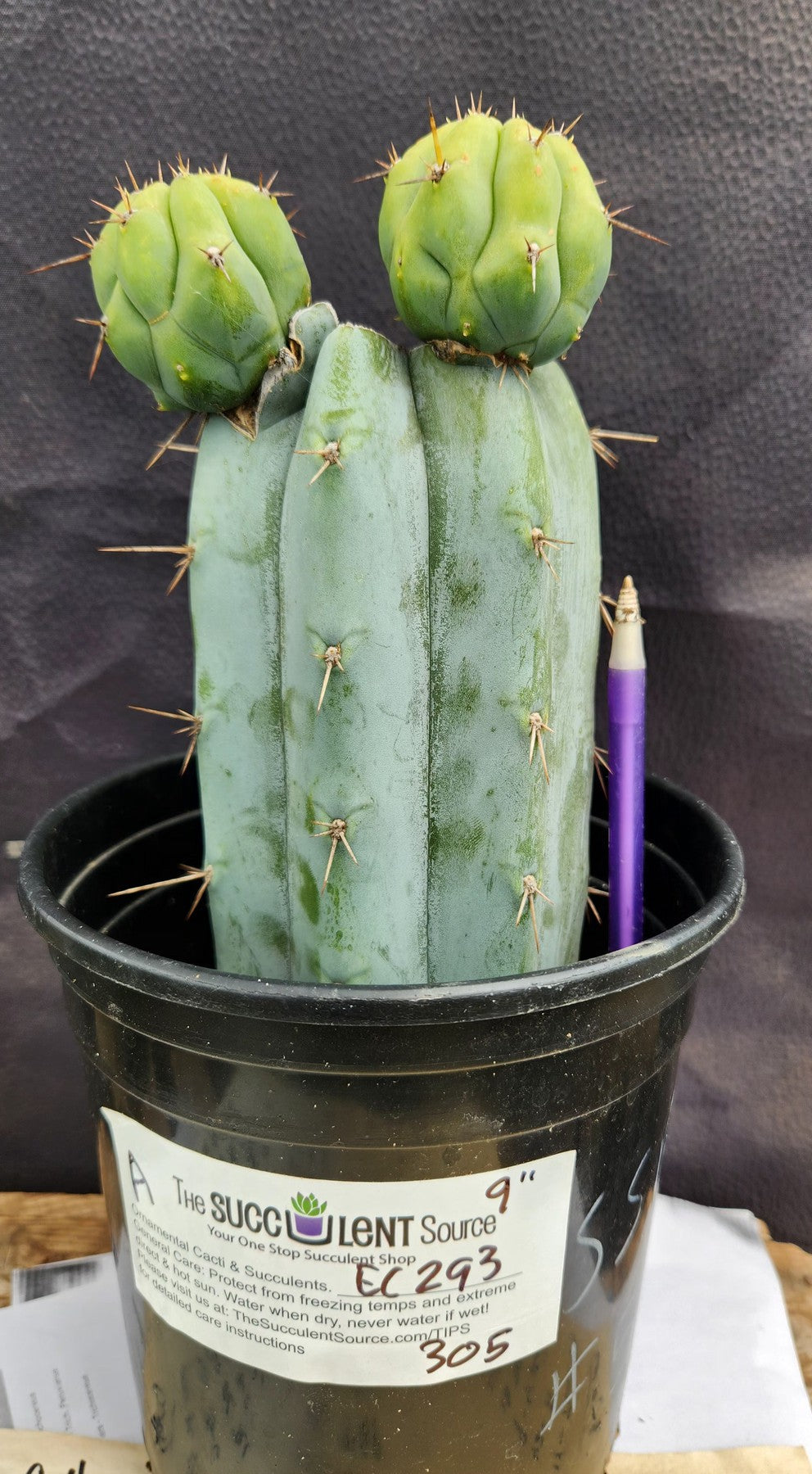 San Pedro Cactus for Sale Trichocereus - #EC293 EXACT Trichocereus ...