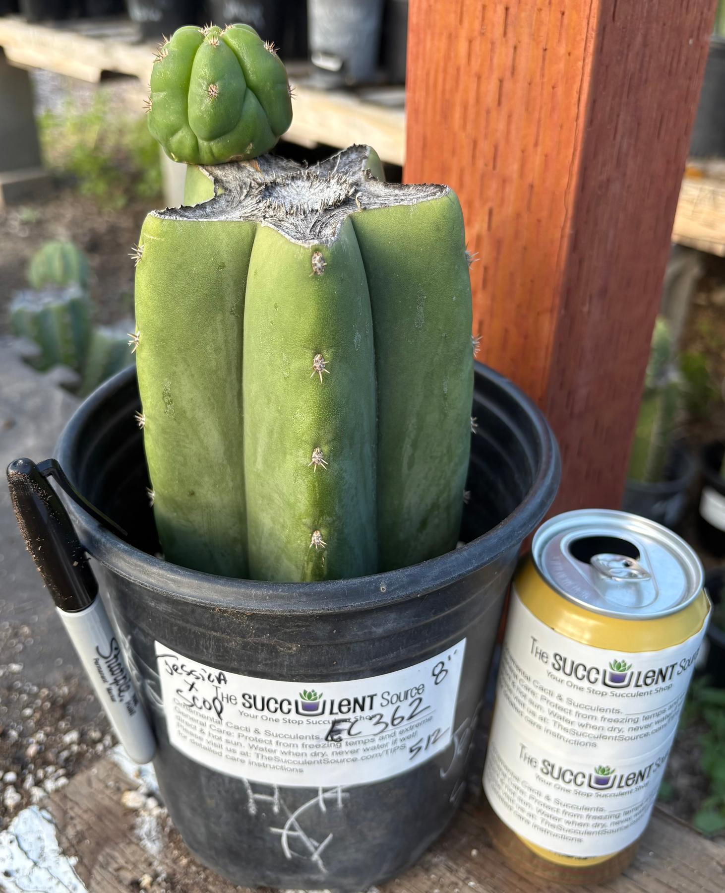San Pedro Cactus for Sale Trichocereus - #EC362 EXACT Trichocereus ...