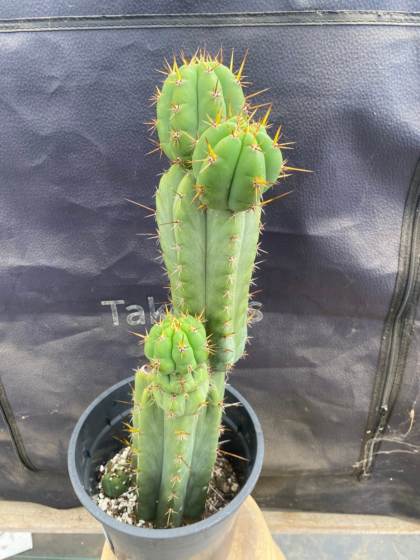 #EC365 EXACT Trichocereus Hybrid Lumberjack X T and T Cactus 17”