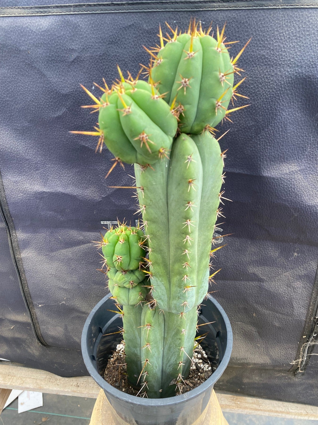 #EC365 EXACT Trichocereus Hybrid Lumberjack X T and T Cactus 17”