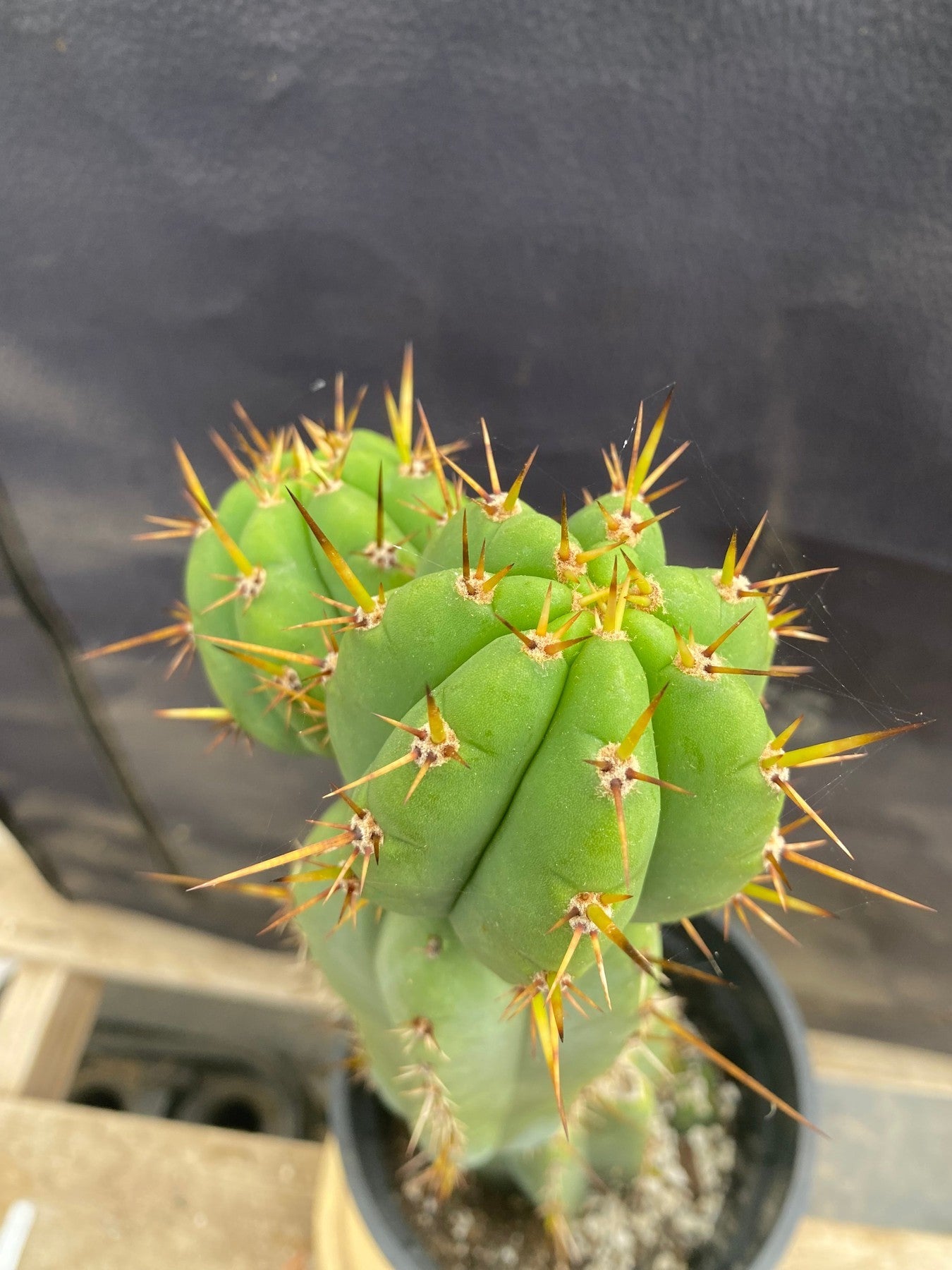 #EC365 EXACT Trichocereus Hybrid Lumberjack X T and T Cactus 17”