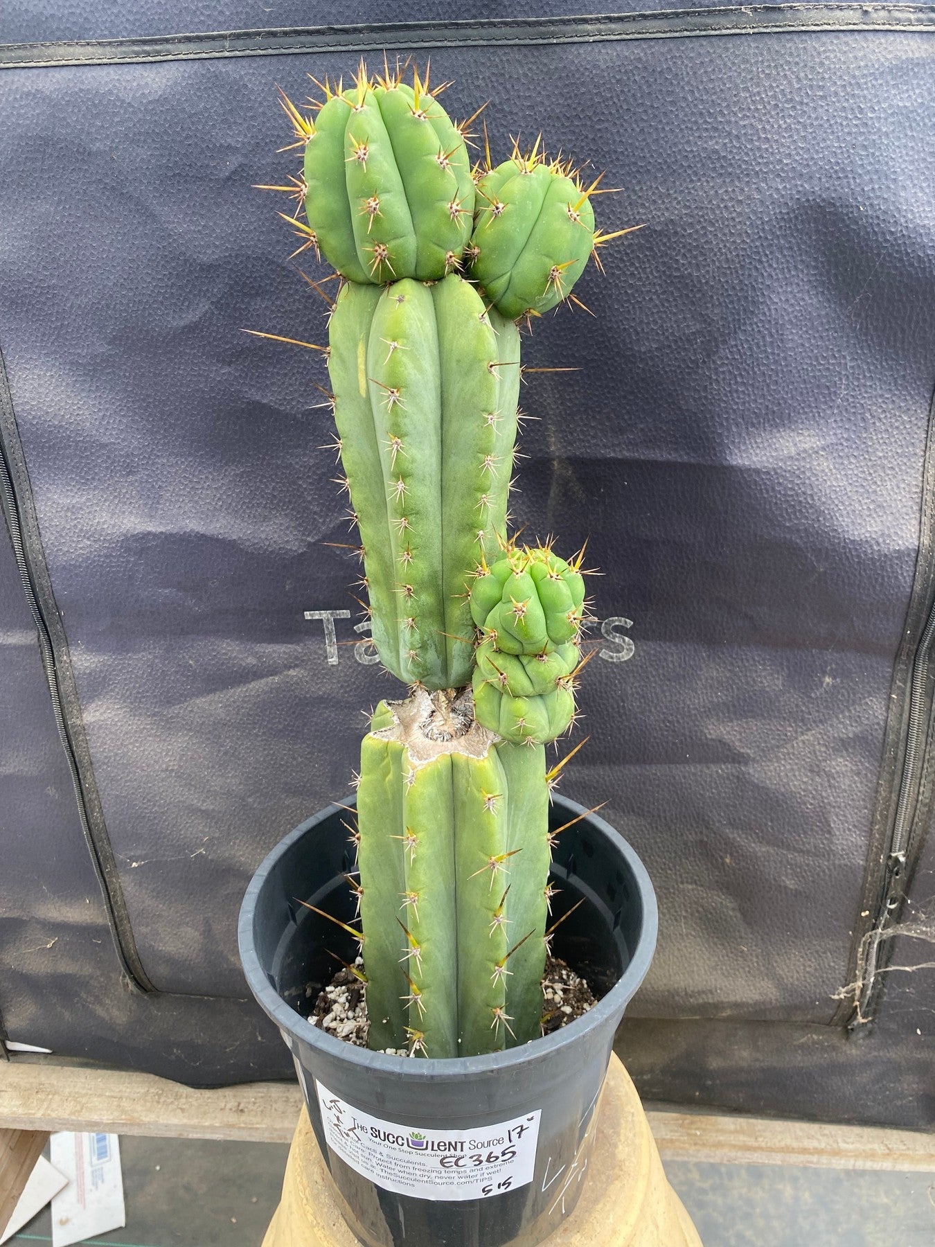 #EC365 EXACT Trichocereus Hybrid Lumberjack X T and T Cactus 17”