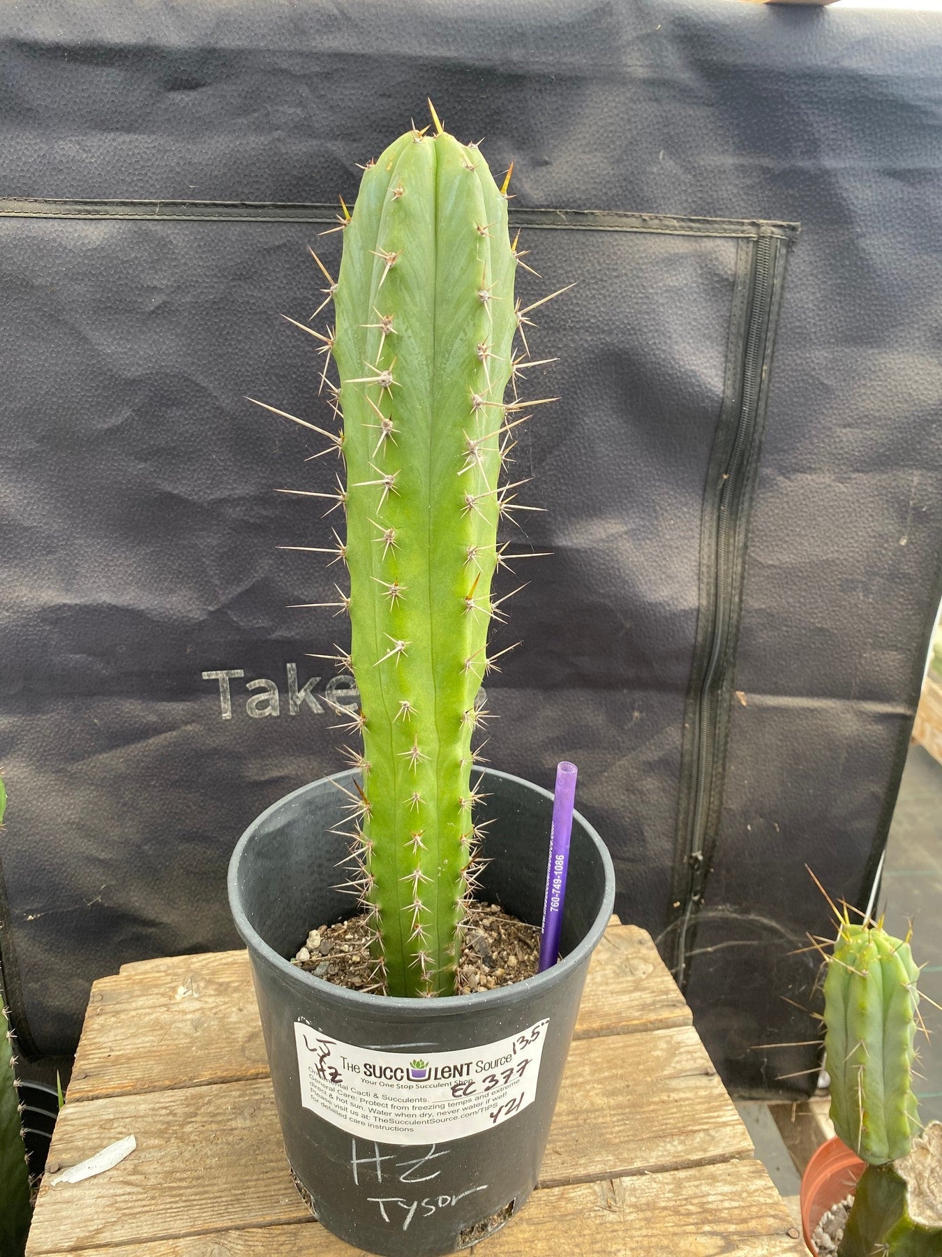 San Pedro Cactus for Sale Trichocereus - #EC377 EXACT Trichocereus ...