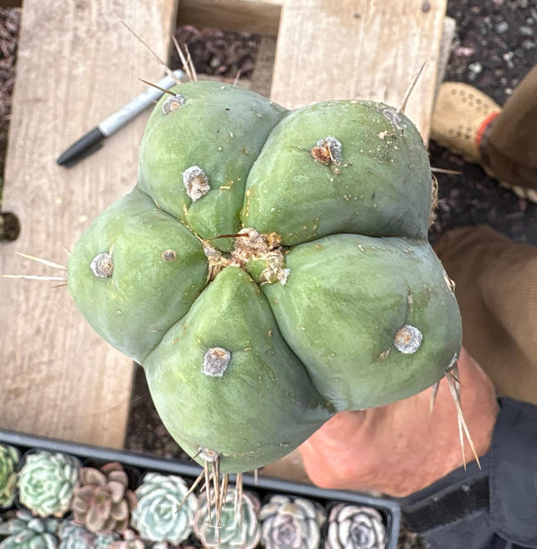 San Pedro Cactus for Sale Trichocereus - #EC56 EXACT Trichocereus ...