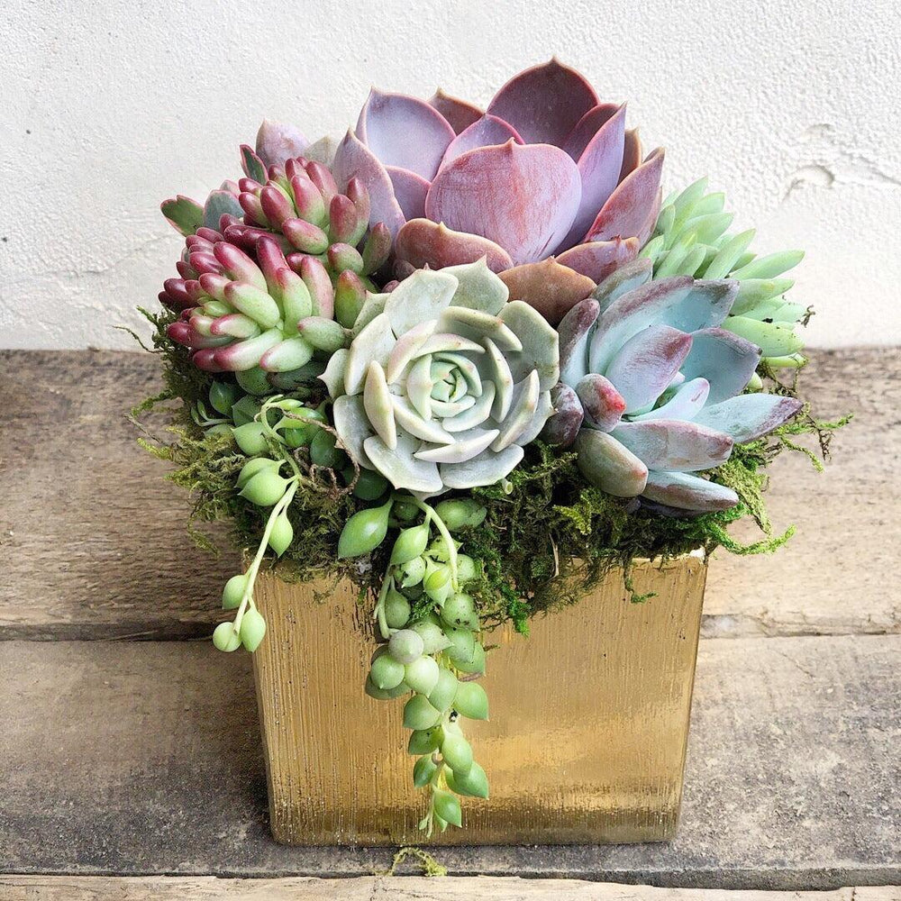 Succulent Arrangement - Elegant Metallic Glazed Ceramic Cube, Planted ...