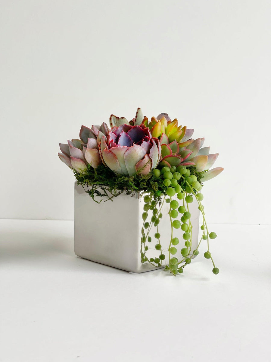 Succulent Arrangement - Elegant Metallic Glazed Ceramic Cube, Planted ...
