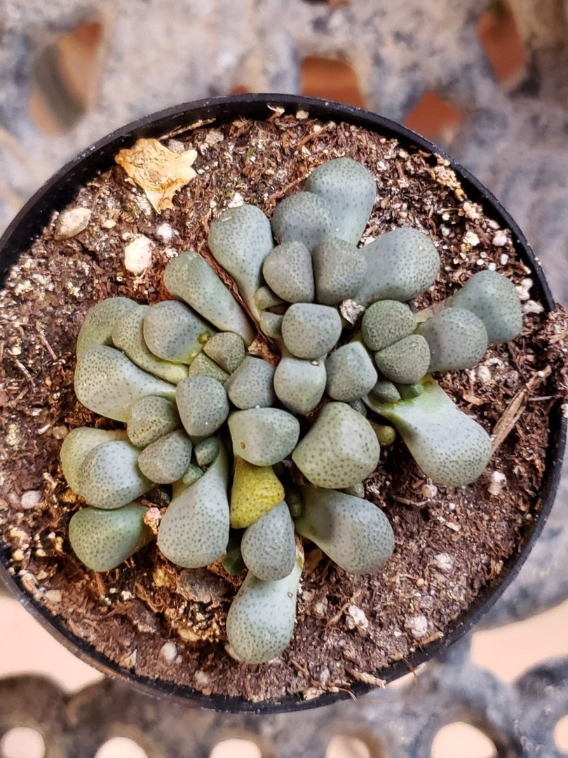 Lithops Mesembs & Mimicry Succulents - Wedding Succulent Favors for ...