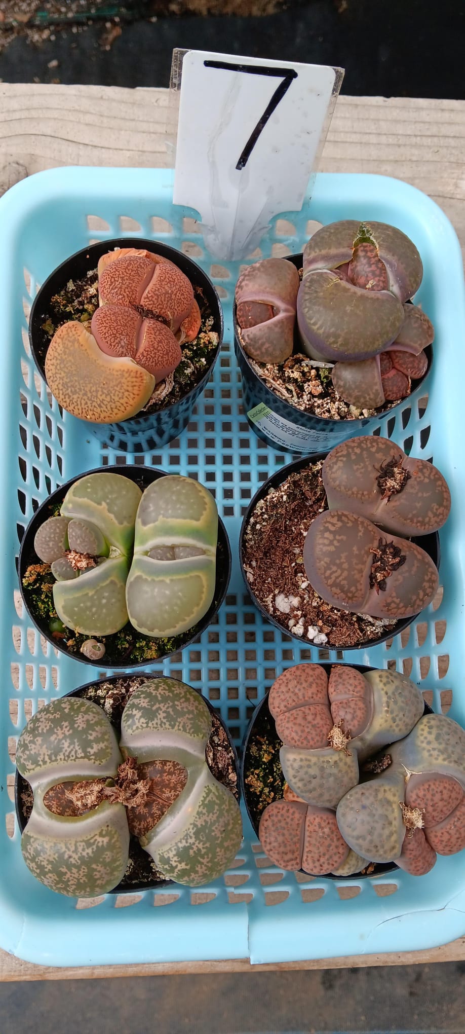 Lithops Mesembs & Mimicry Succulents - Wedding Succulent Favors for ...