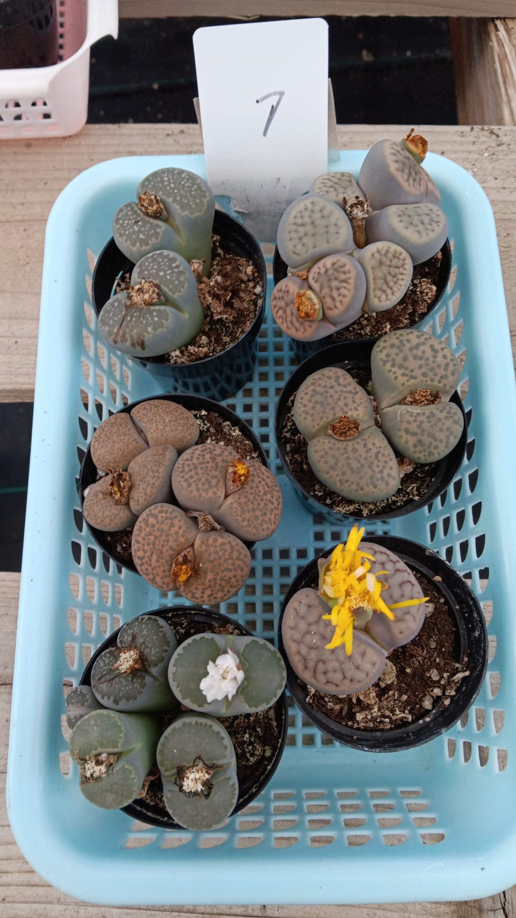 Lithops Mesembs & Mimicry Succulents - Wedding Succulent Favors for ...