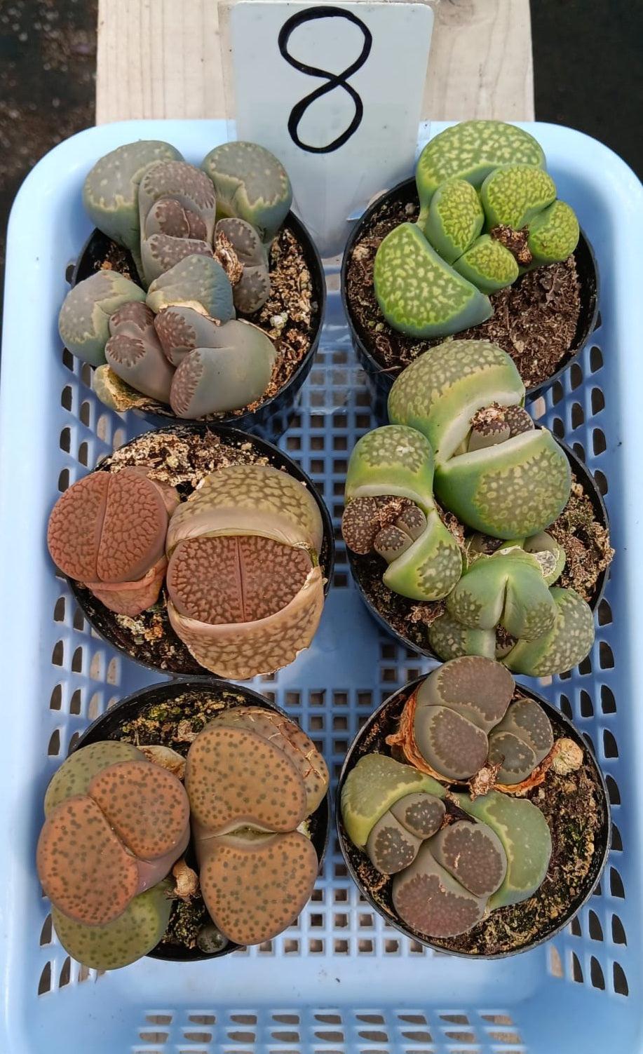 Lithops Mesembs & Mimicry Succulents - Wedding Succulent Favors for ...