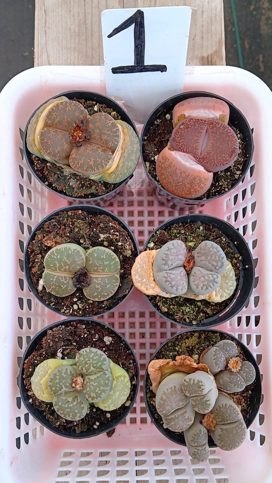 Lithops Mesembs & Mimicry Succulents