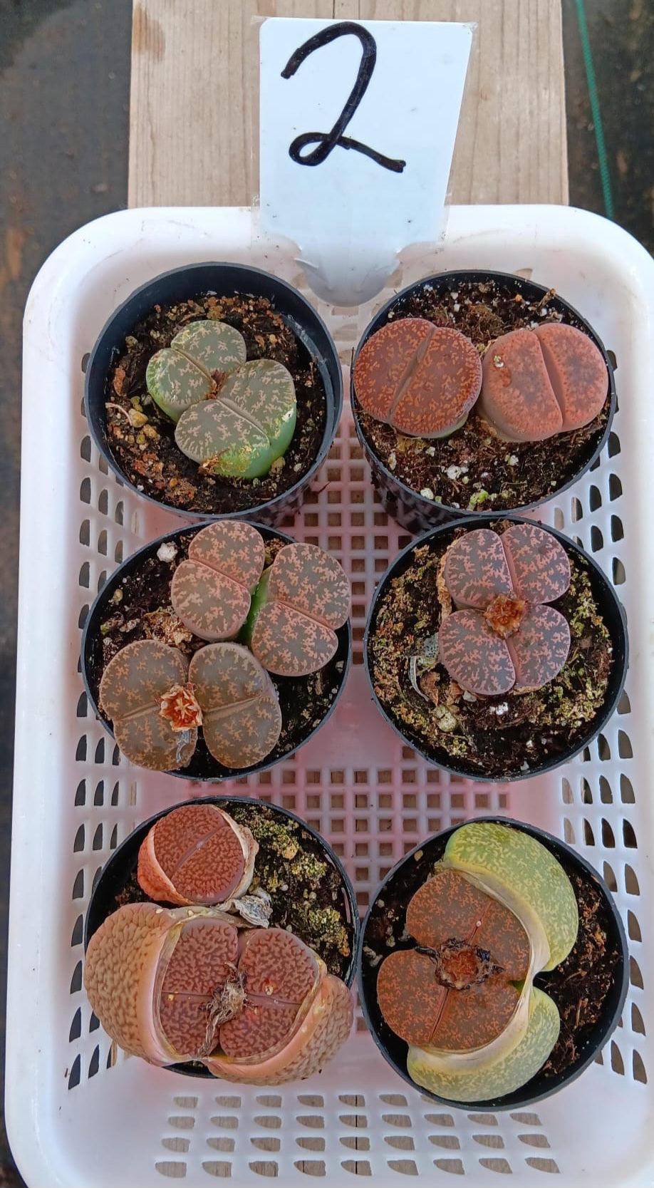 Lithops Mesembs & Mimicry Succulents