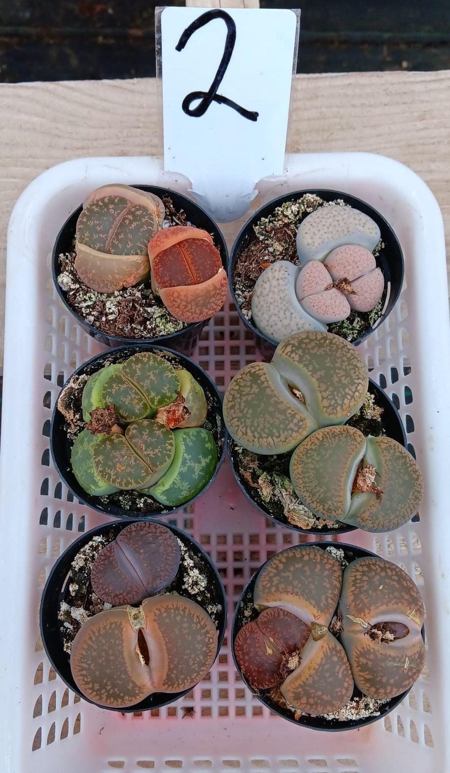 Lithops Mesembs & Mimicry Succulents - Wedding Succulent Favors for ...
