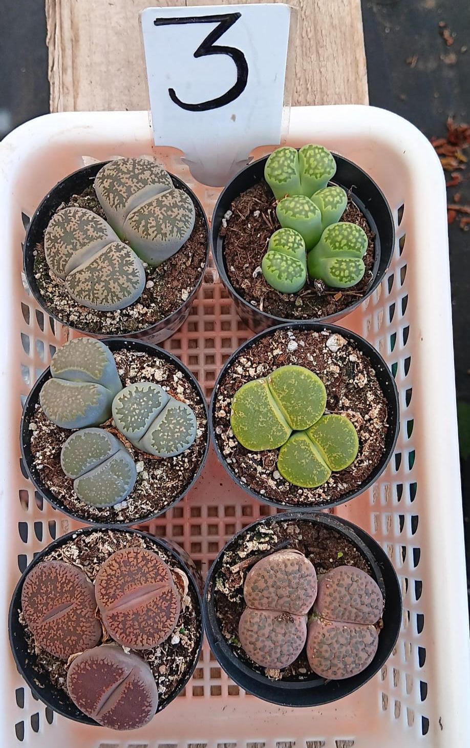 Lithops Mesembs & Mimicry Succulents - Wedding Succulent Favors for ...
