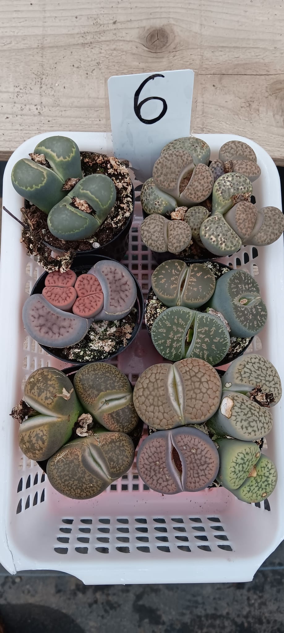 Lithops Mesembs & Mimicry Succulents - Wedding Succulent Favors for ...