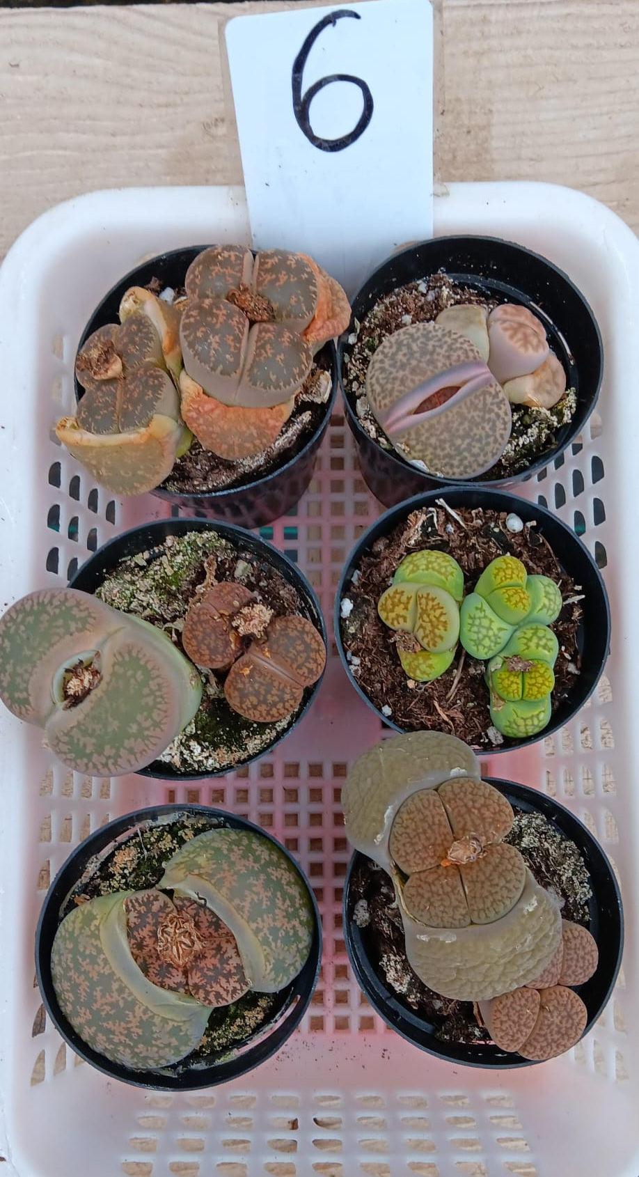 Lithops Mesembs & Mimicry Succulents - Wedding Succulent Favors for ...