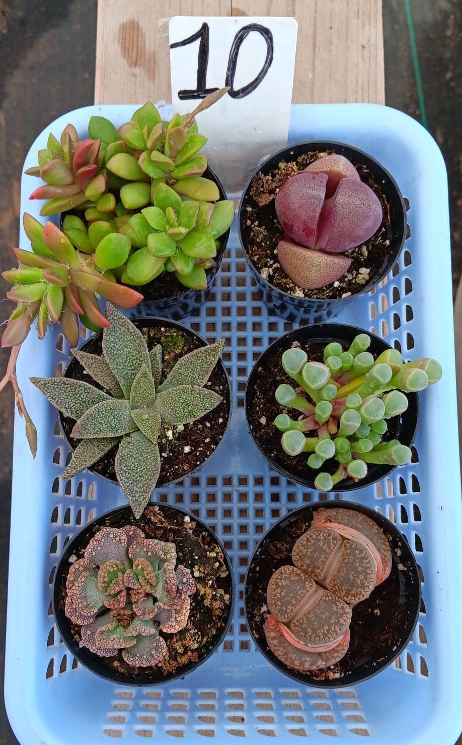 Lithops Mesembs & Mimicry Succulents