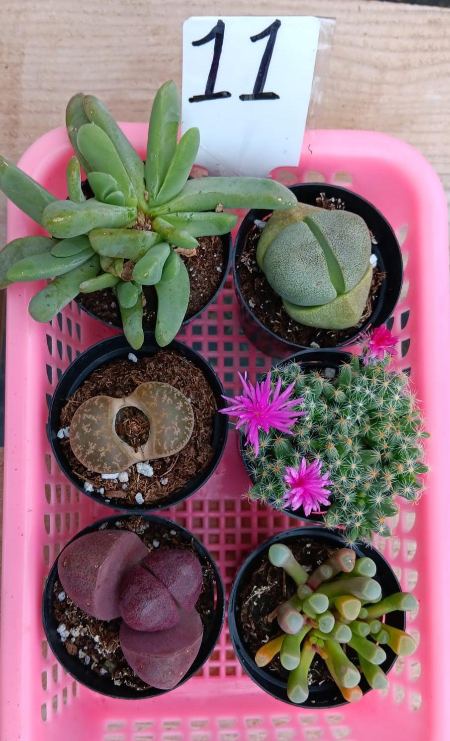 Lithops Mesembs & Mimicry Succulents