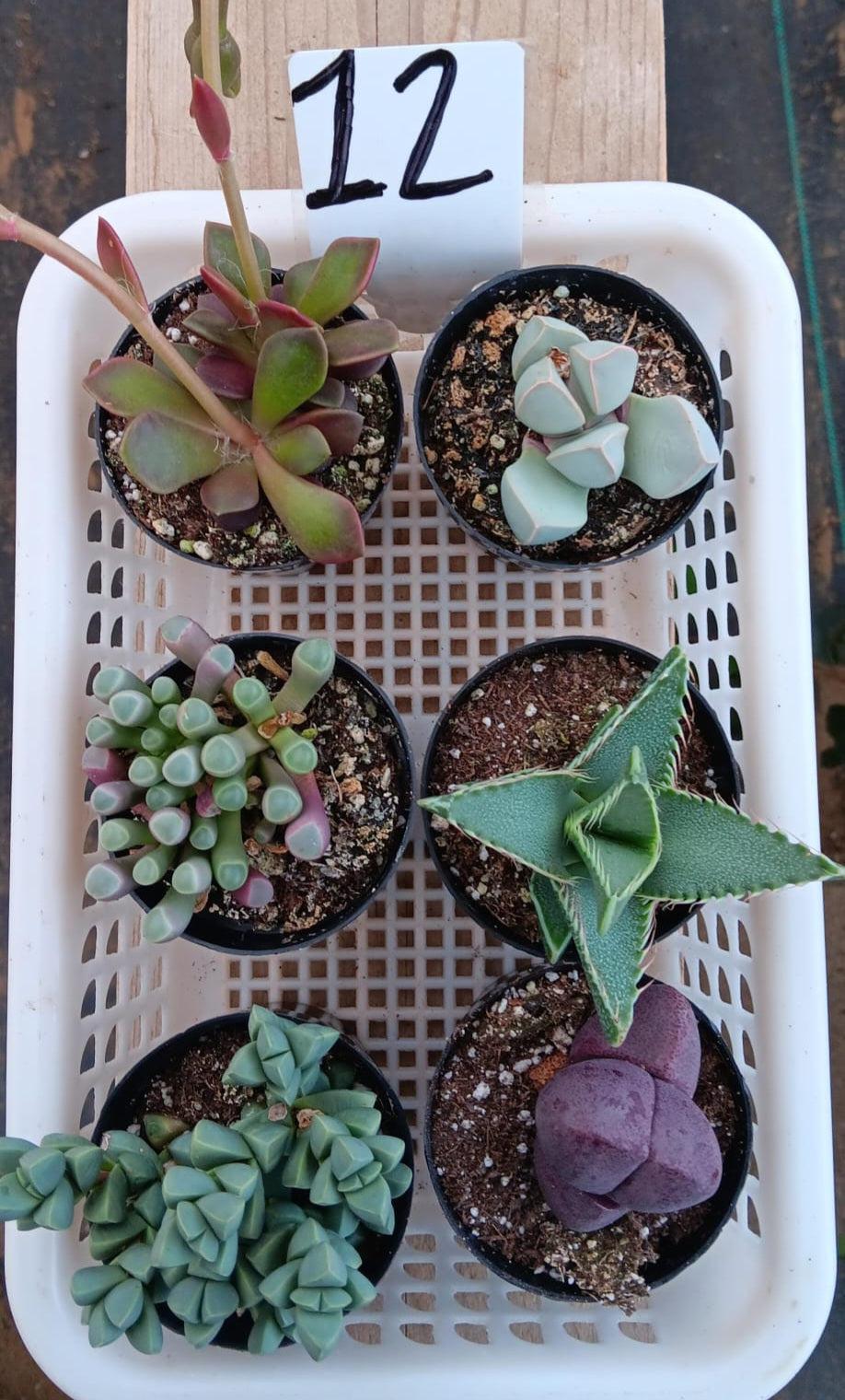 Lithops Mesembs & Mimicry Succulents