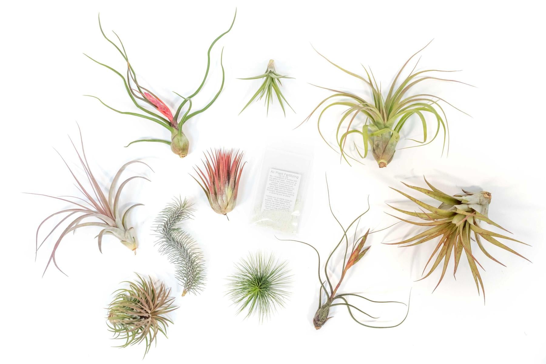 SALE - Premium Tillandsia Air Plant Grab Bag & Fertilizer Packet - Set