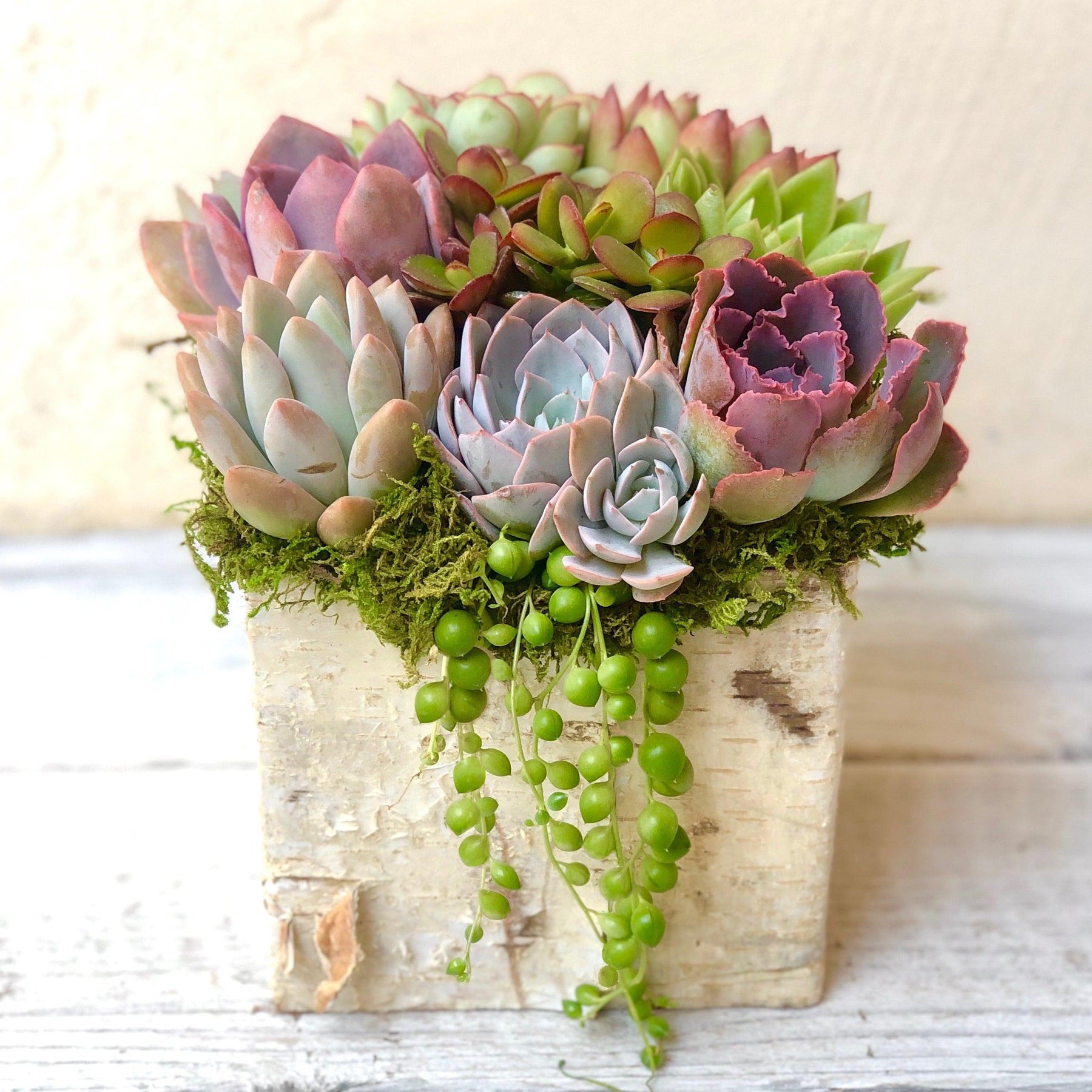 Succulent Arrangement Square Birch Trimmed Succulent Arrangement